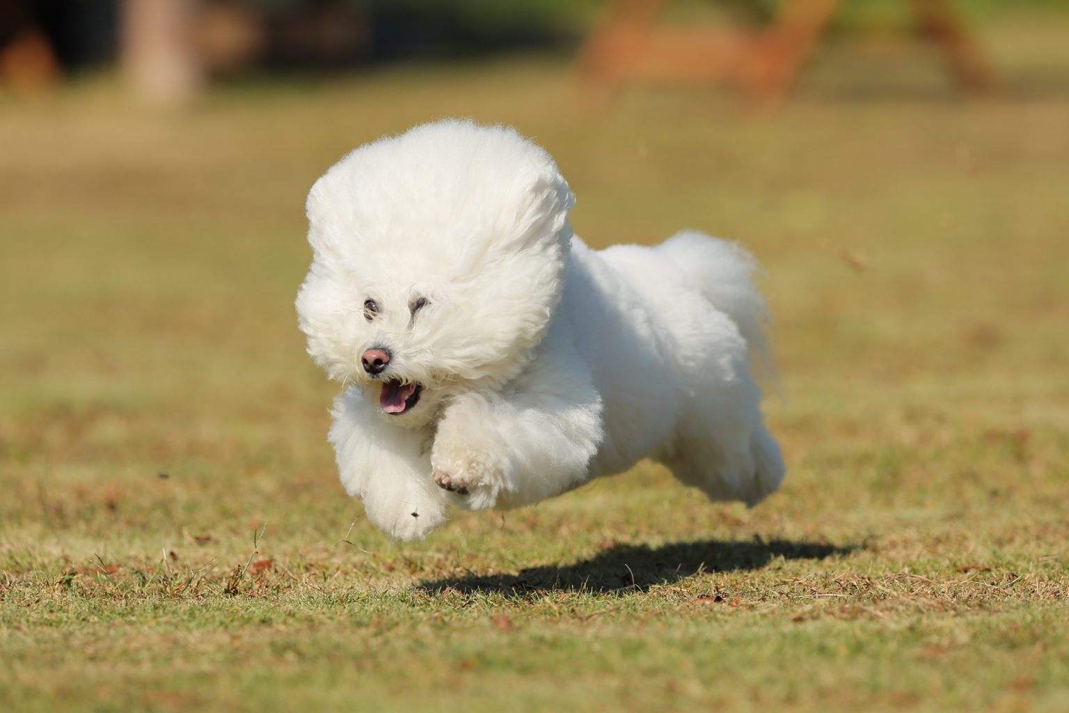 A5-井上様-MBKDB0913-SNS | 飛行犬撮影所 東日本本部